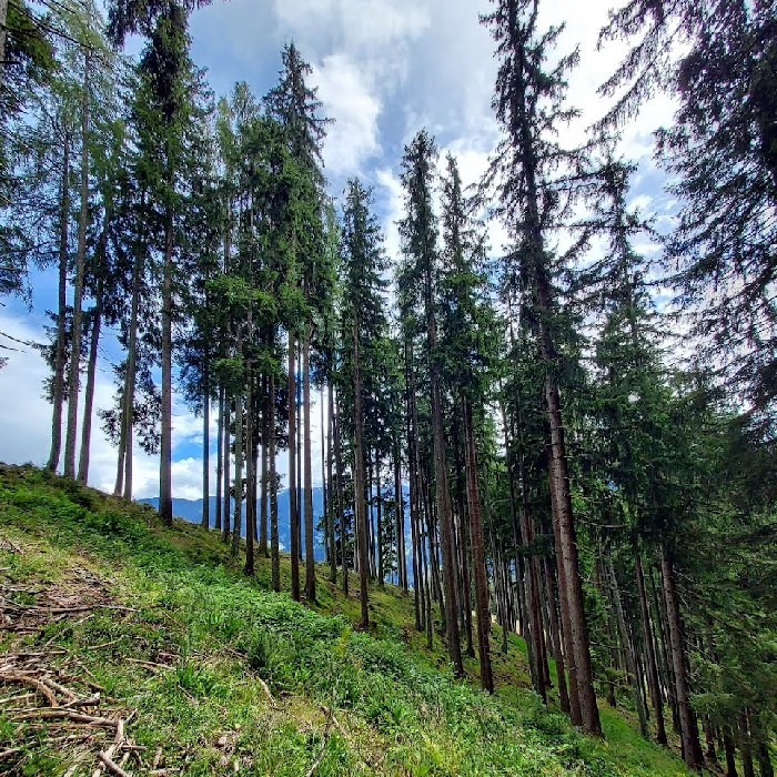 Wielen half-track :: Ww2-militaria